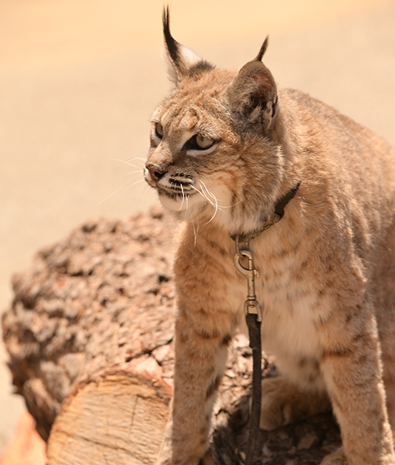 AMERICA'S TEACHING ZOO is OPEN! | Moorpark College